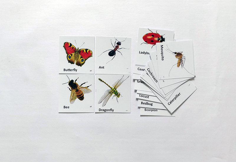 Flash Cards Insects – Vyvic Educational Needs