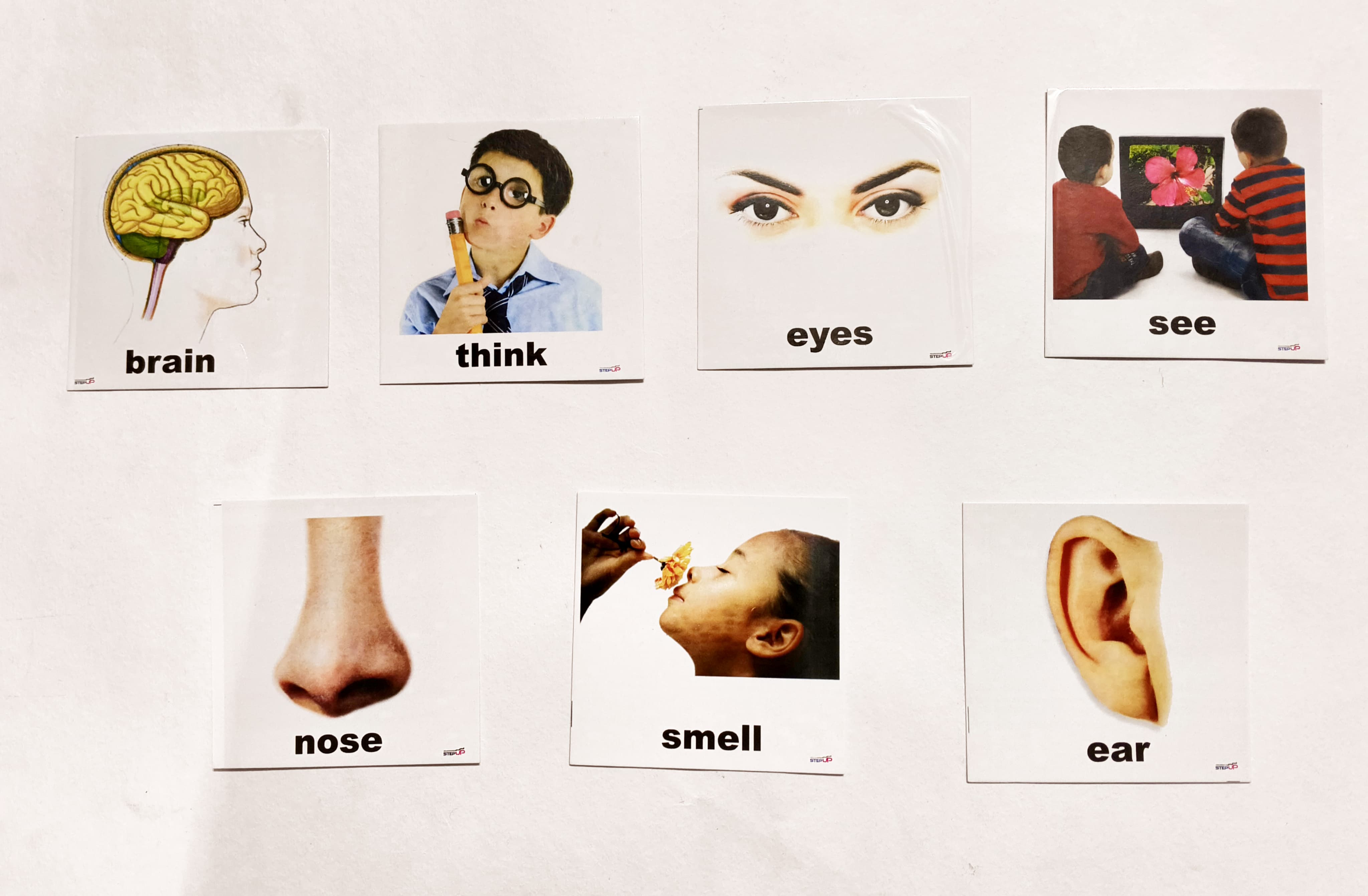 Parts Of The Body And Function Cards – Vyvic Educational Needs